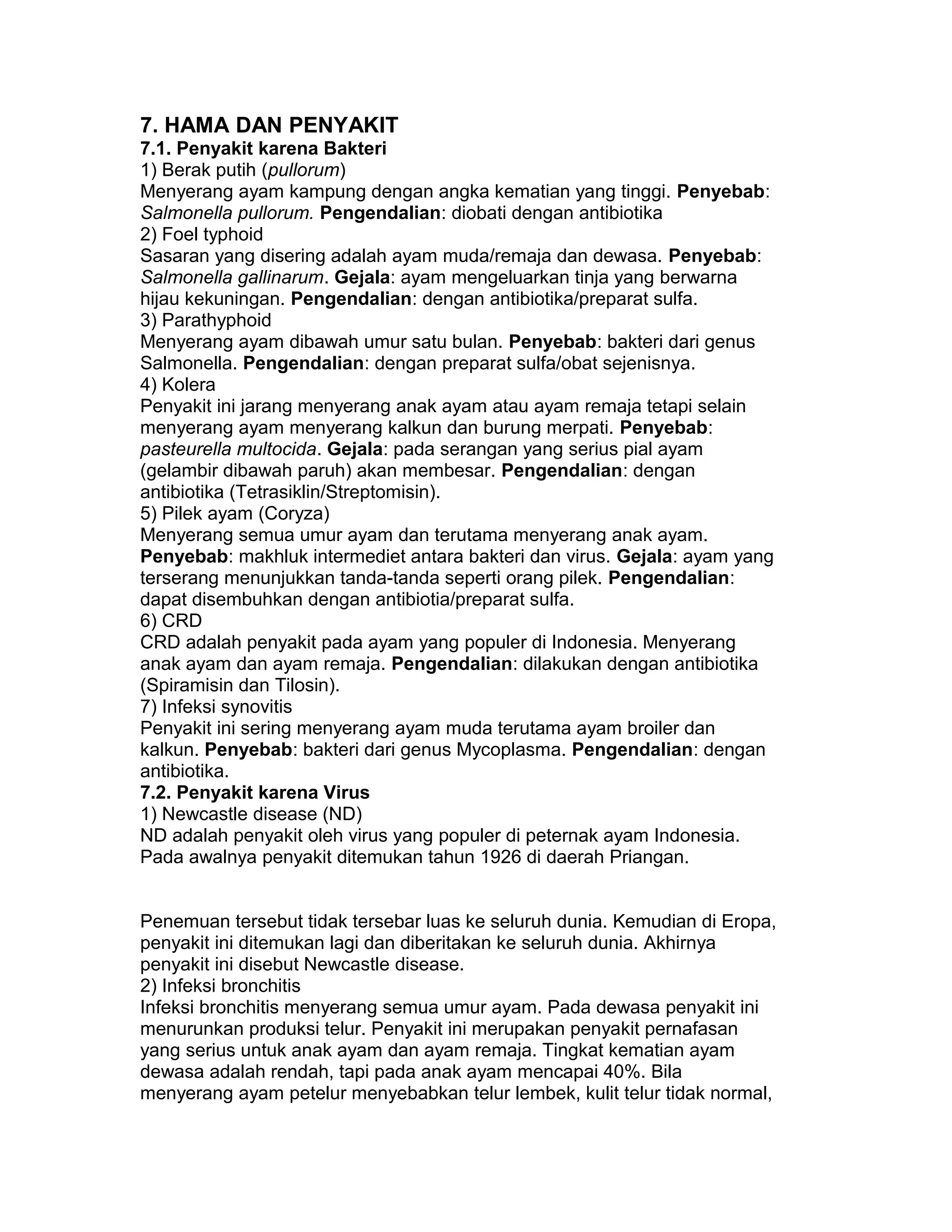 Budidaya ayam petelur | DOC