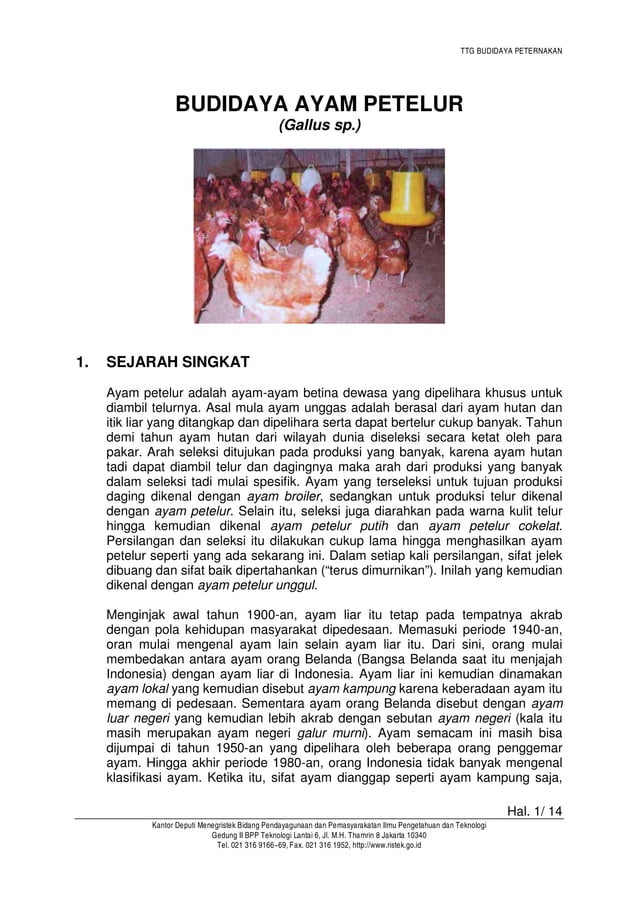 Budidaya Ayam Petelur | PDF
