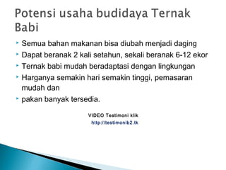 TEKNIK BUDIDAYA TERNAK BABI | PPT