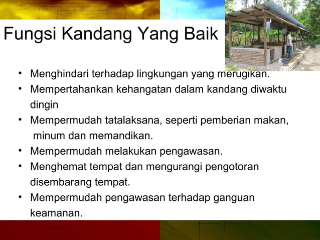TEKNIK BUDIDAYA TERNAK BABI | PPT