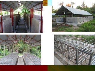 TEKNIK BUDIDAYA TERNAK BABI | PPT