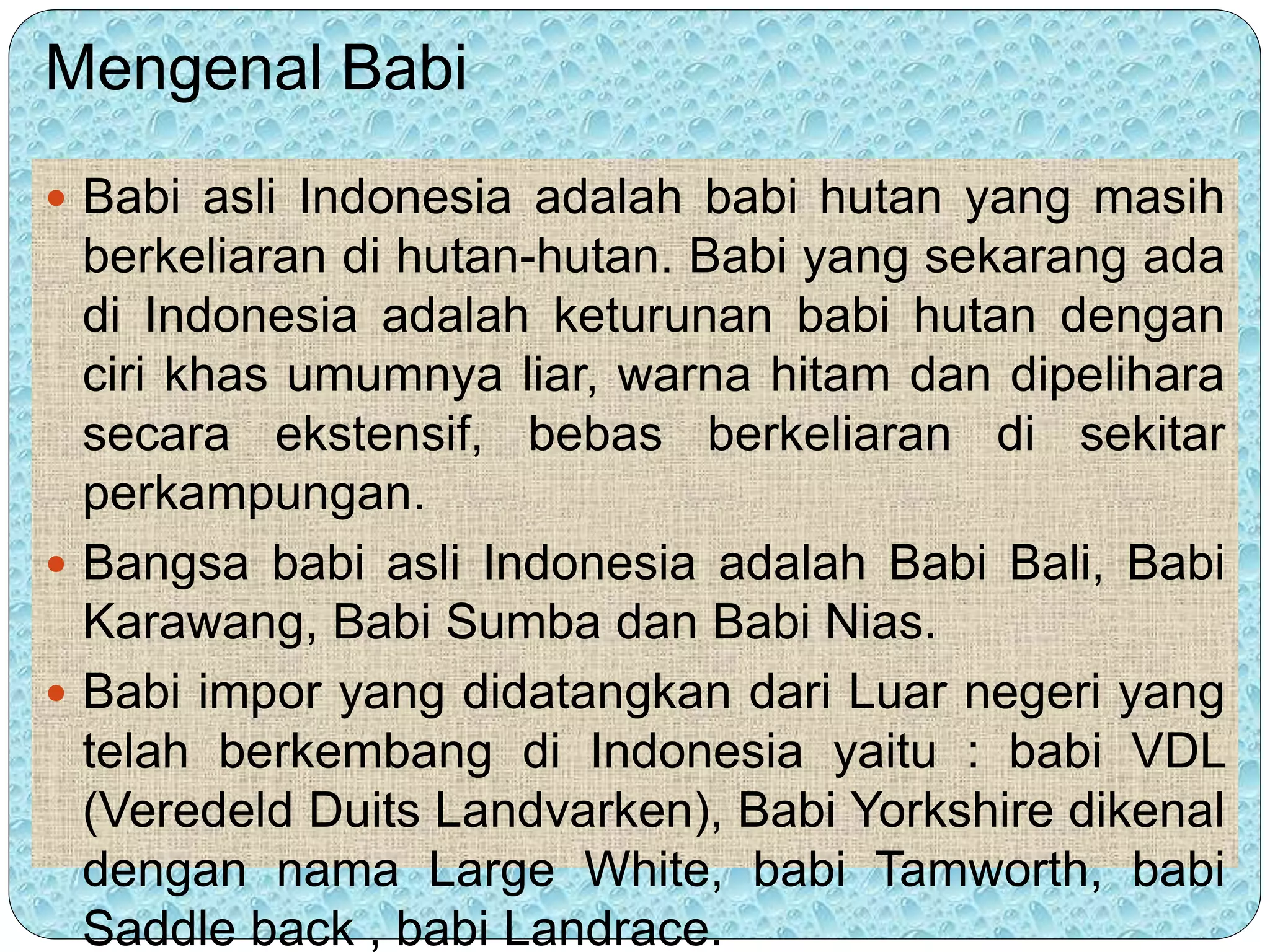 BUDIDAYA BABI.ppt