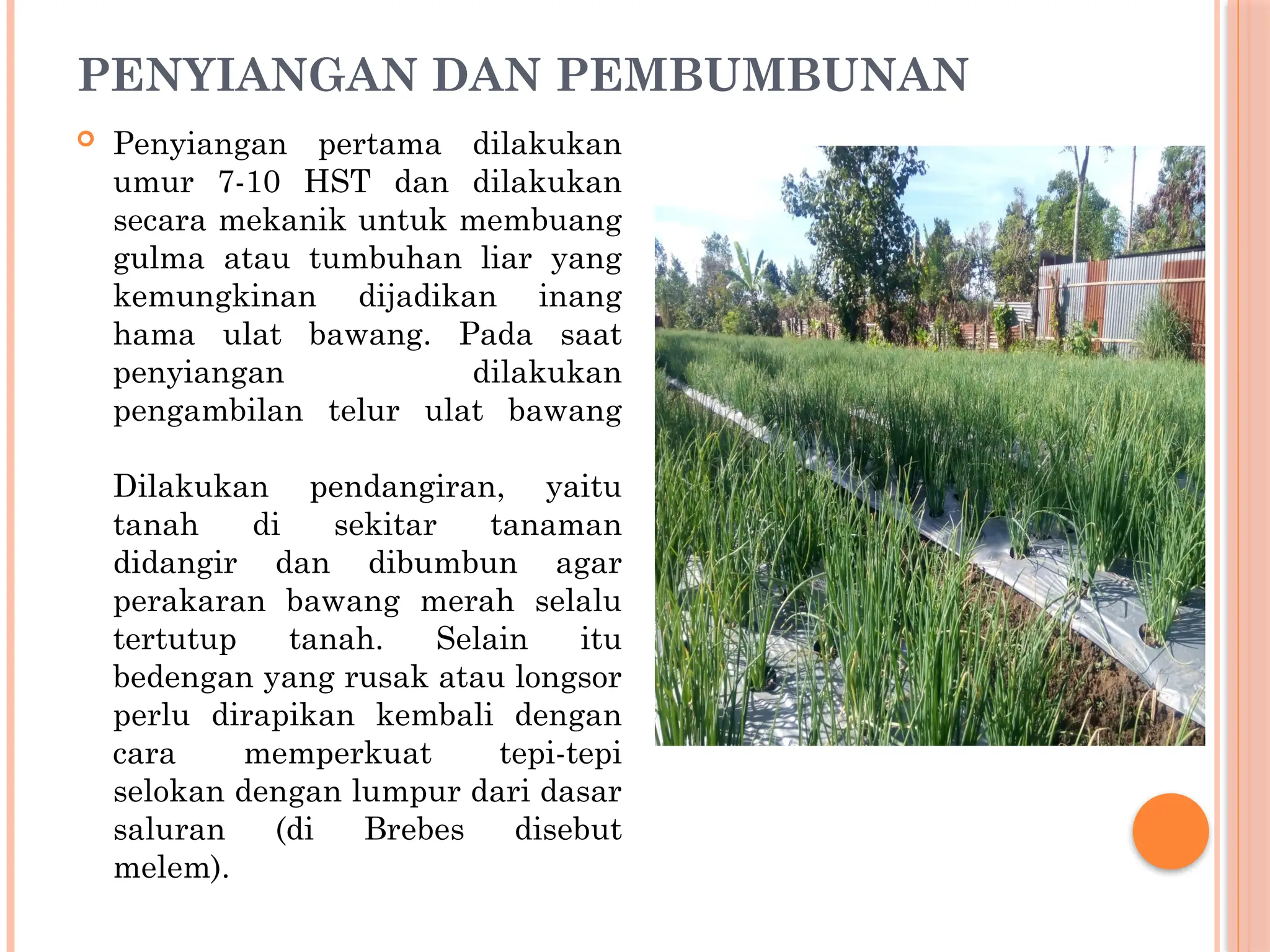 TEKNISBUDIDAYA TANAMAN BAWANG MERAH.pptx