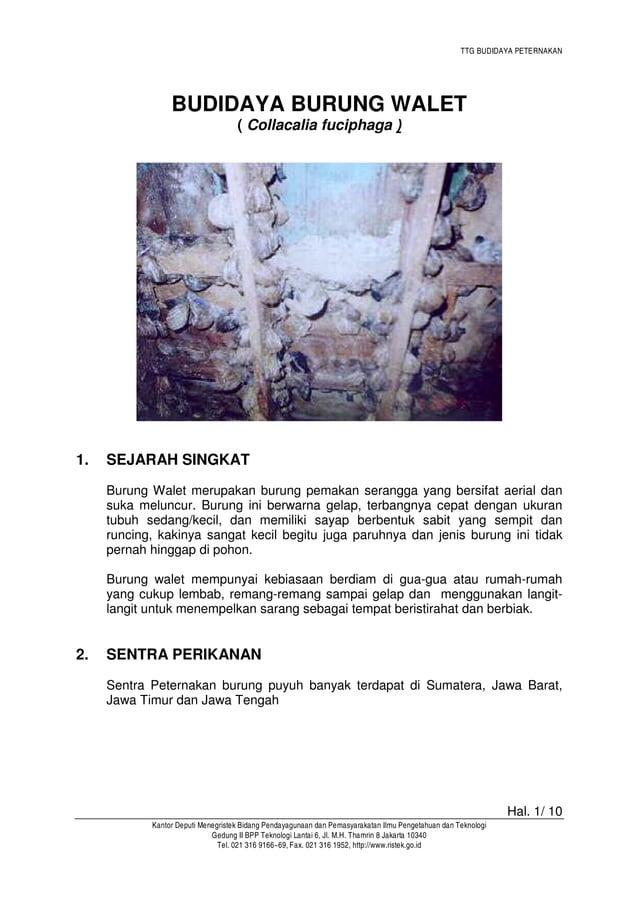 Budidaya burung walet | PDF