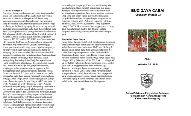 Budidaya cabai | DOCX