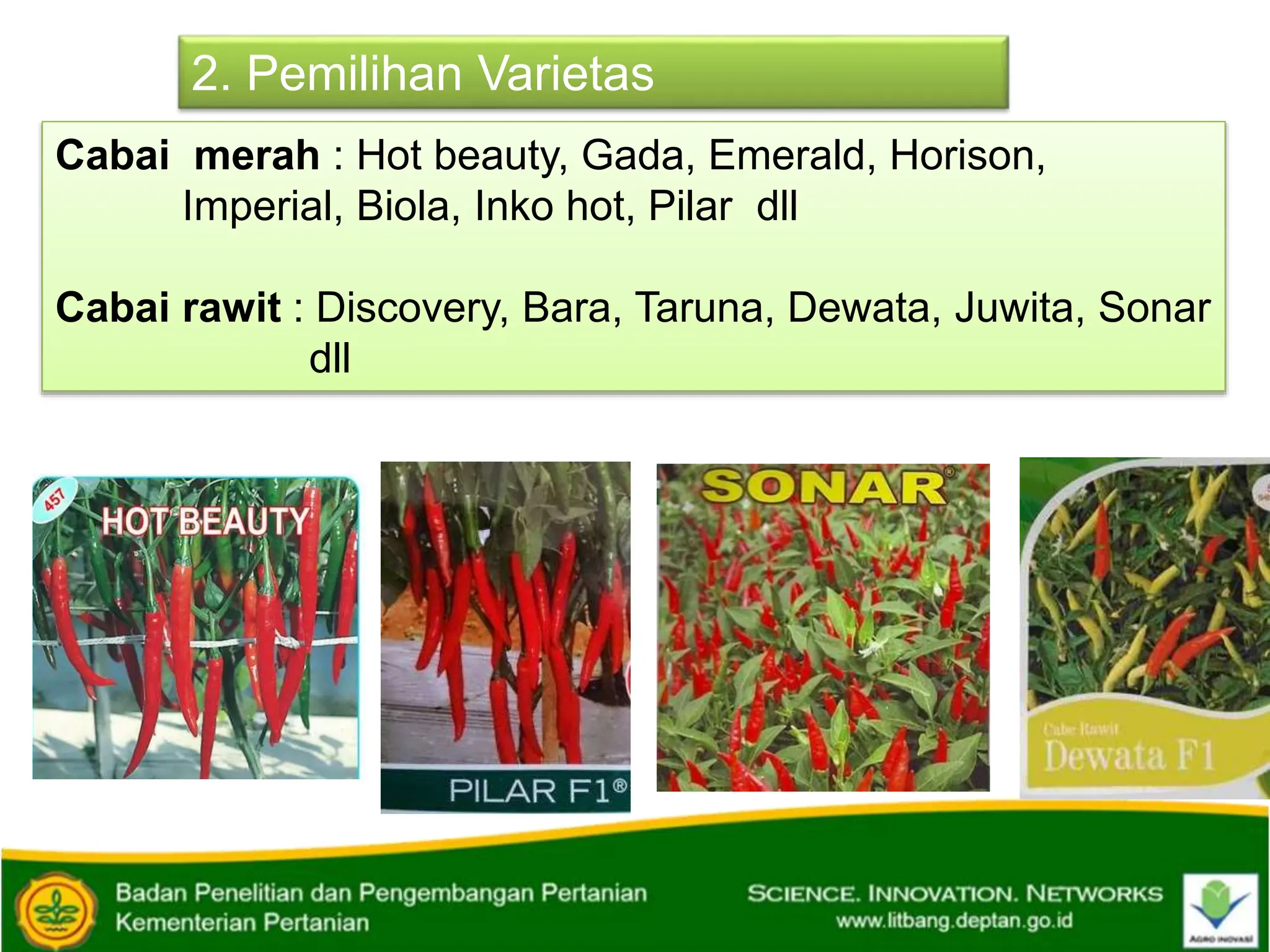 Budidaya Cabai kecil dan cabai besar.pptx