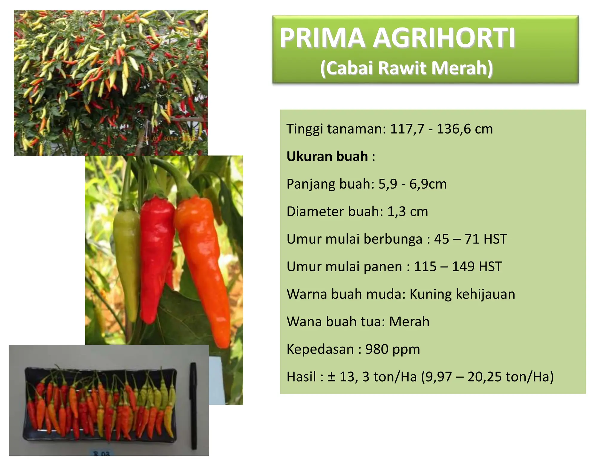 Budidaya Cabai kecil dan cabai besar.pptx
