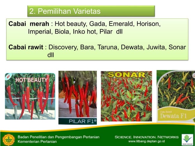Budidaya Cabai kecil dan cabai besar.pptx