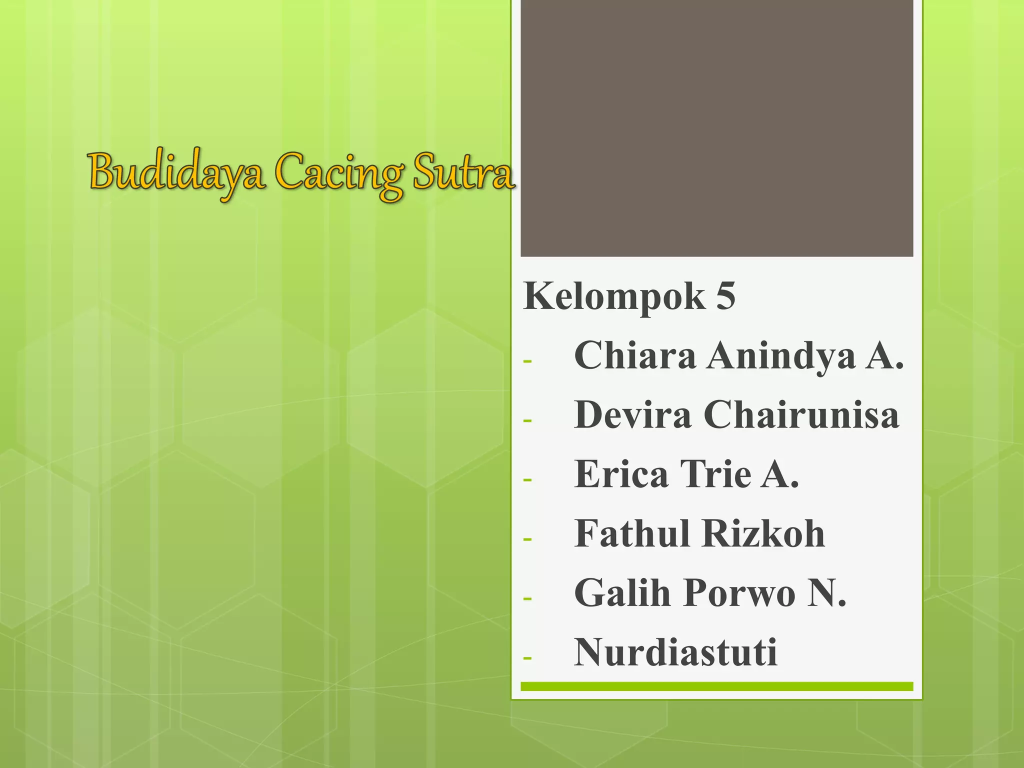 Budidaya cacing sutra | PPTX