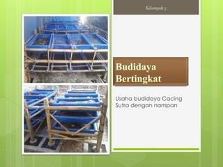 Budidaya cacing sutra | PPTX