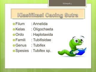 Budidaya cacing sutra | PPTX