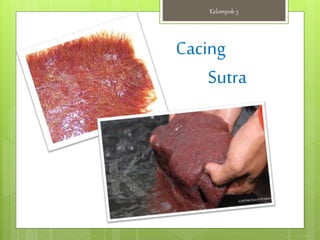 Budidaya cacing sutra | PPTX