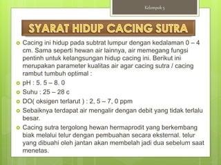 Budidaya cacing sutra | PPTX