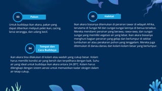 budidaya ikan hias jenis cichlidae oleh k | PPTX