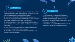 budidaya ikan hias jenis cichlidae oleh k | PPTX
