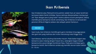 budidaya ikan hias jenis cichlidae oleh k | PPTX