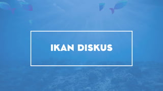 budidaya ikan hias jenis cichlidae oleh k | PPTX