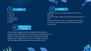 budidaya ikan hias jenis cichlidae oleh k | PPTX