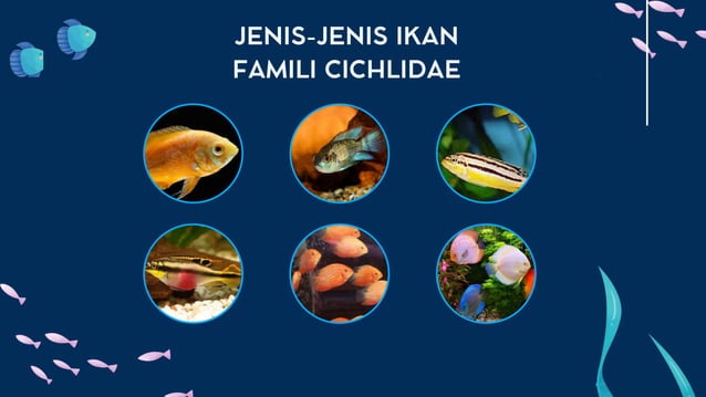 budidaya ikan hias jenis cichlidae oleh k | PPT