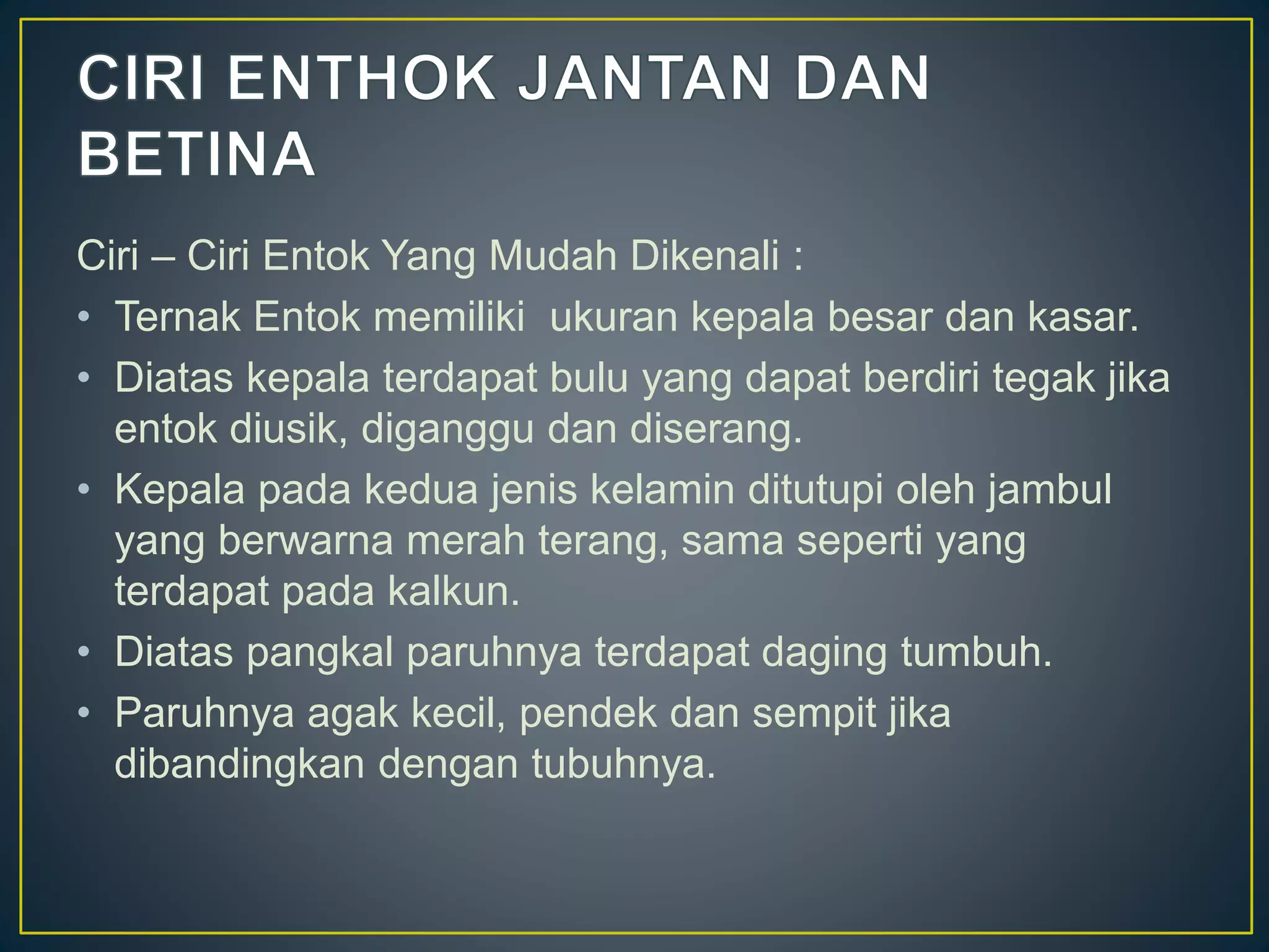 Budidaya enthok mudah dan sederhana | PPTX