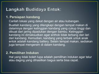 Budidaya enthok mudah dan sederhana | PPTX
