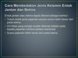 Budidaya enthok mudah dan sederhana | PPTX