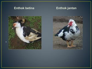 Budidaya enthok mudah dan sederhana | PPTX