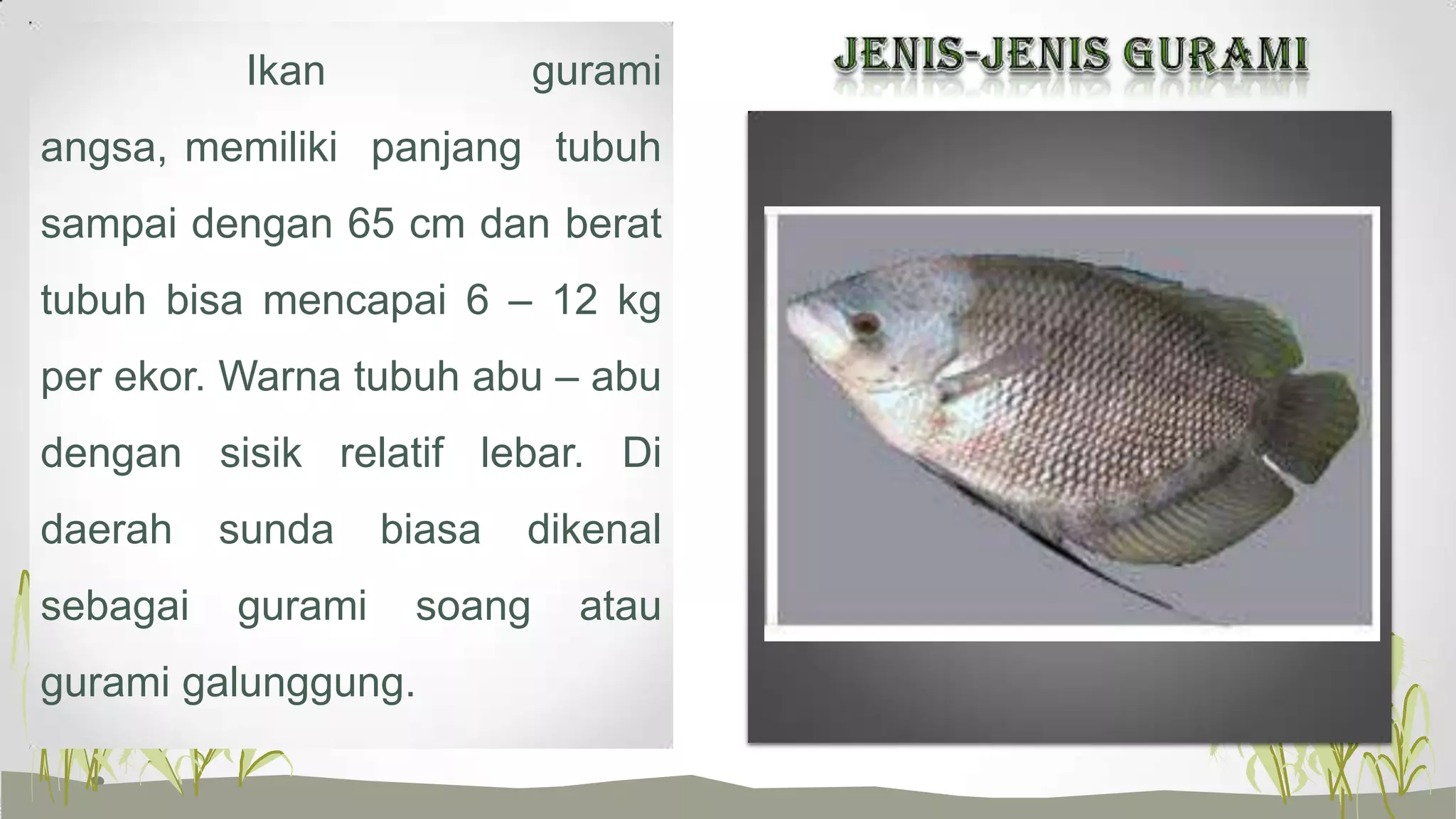 Budidaya gurame | PPTX