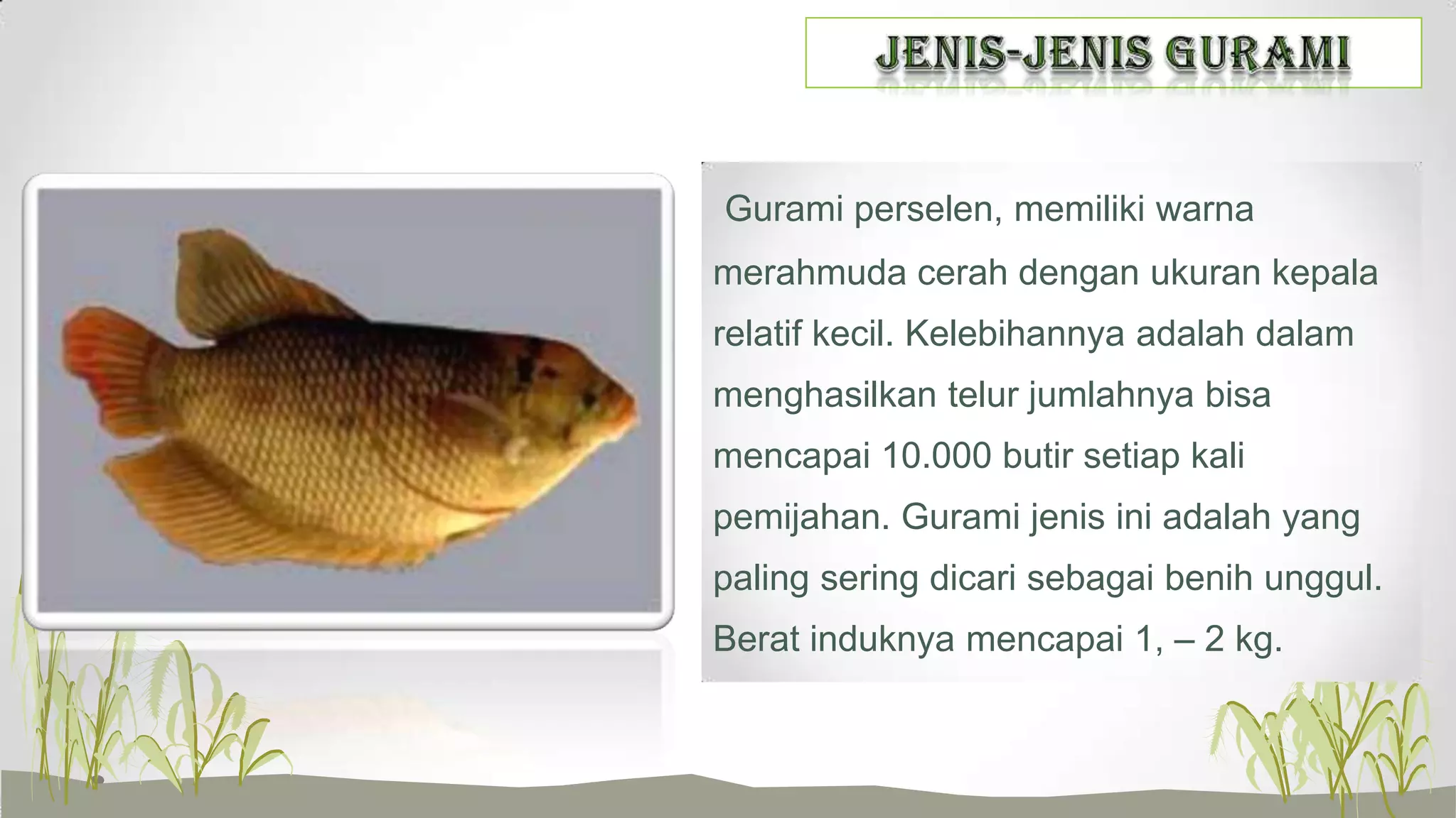 Budidaya gurame | PPTX