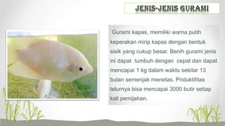 Budidaya gurame | PPTX