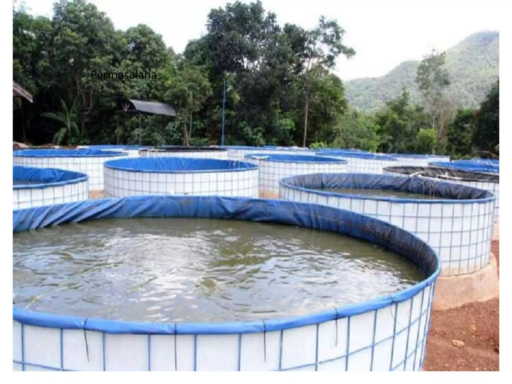 Budidaya ikan air tawar dengan bio flok | PPTX