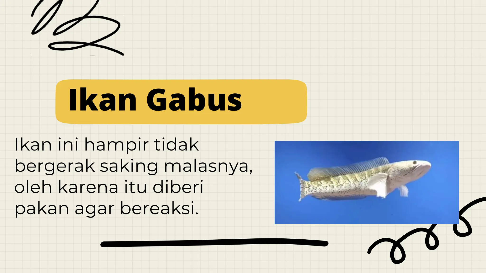 Budidaya Ikan Gabus dengan mengenali cara budidaya ikan tersebut | PPTX
