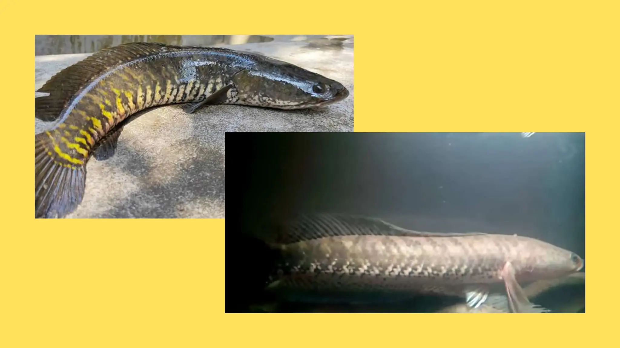 Budidaya Ikan Gabus dengan mengenali cara budidaya ikan tersebut | PPTX