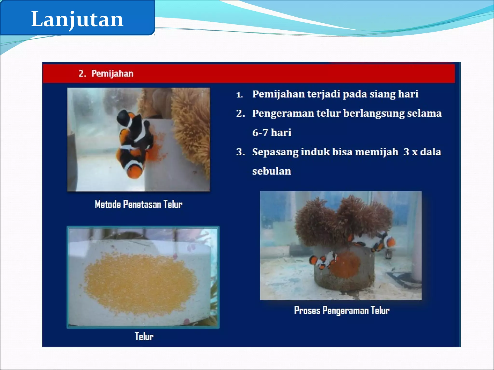 Budidaya ikan hias clown fish | PPT