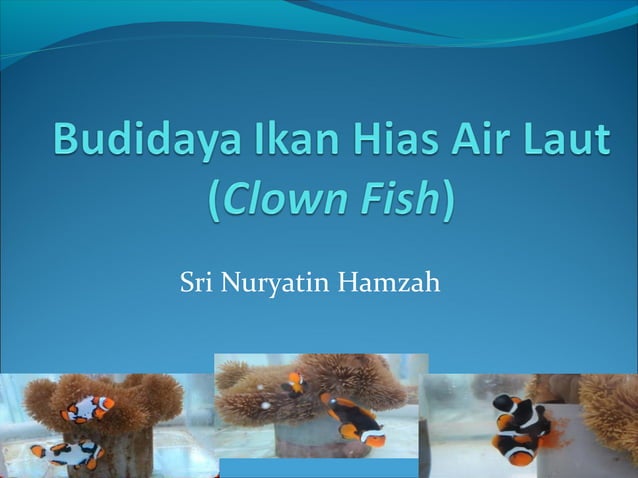 Budidaya ikan hias clown fish | PPT