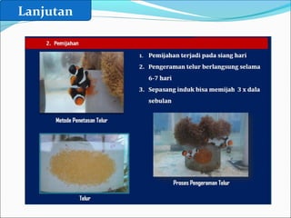 Budidaya ikan hias clown fish | PPT