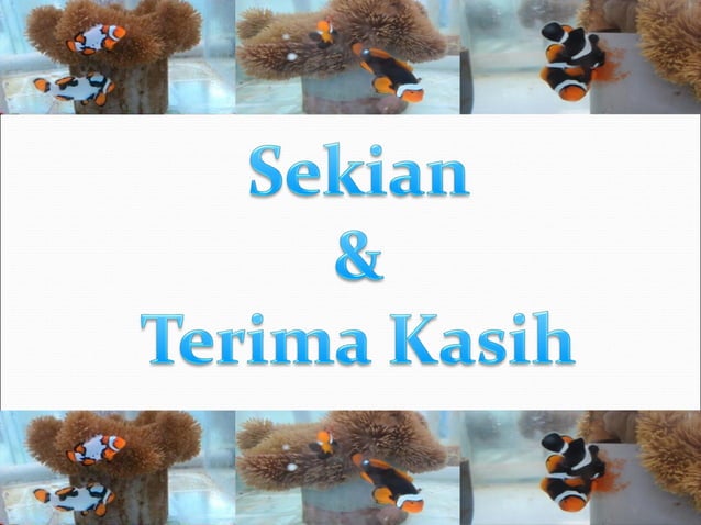 Budidaya ikan hias clown fish | PPT