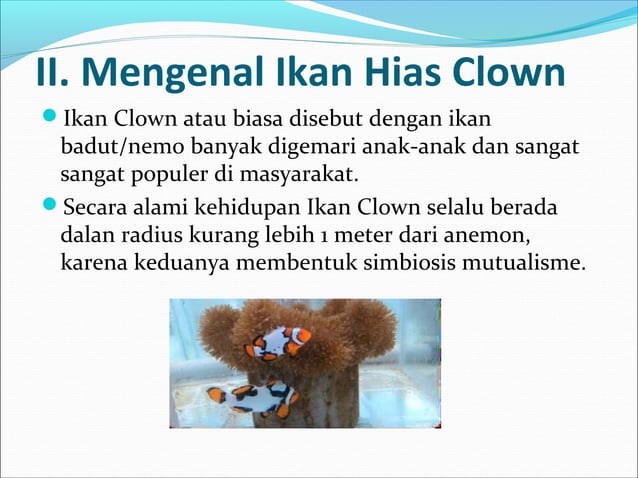 Budidaya ikan hias clown fish | PPT