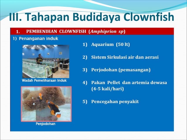 Budidaya ikan hias clown fish | PPT