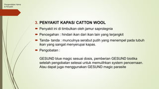 Budidaya ikan hias komet | PPTX