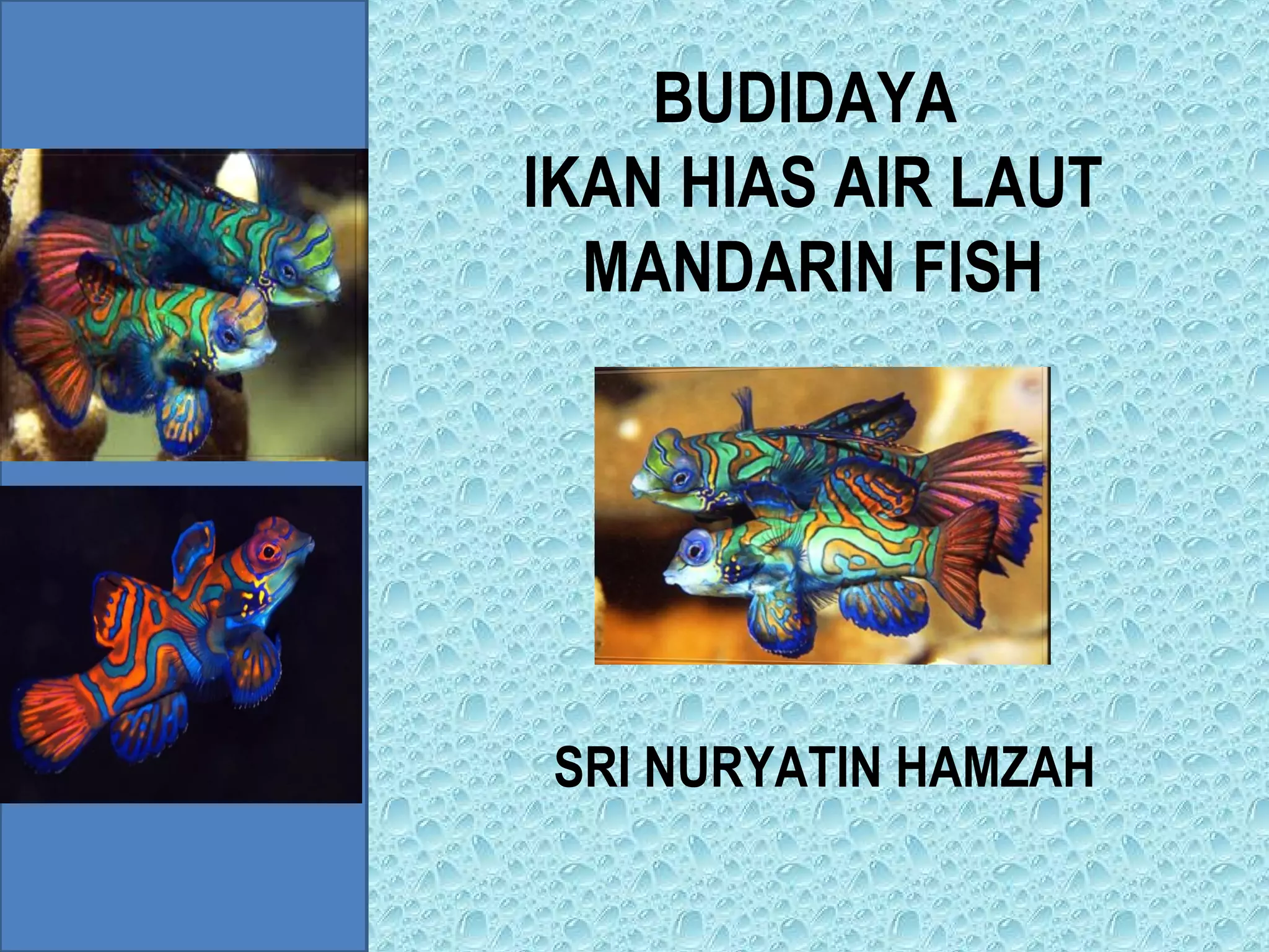 Budidaya ikan hias mandarin fish | PPT