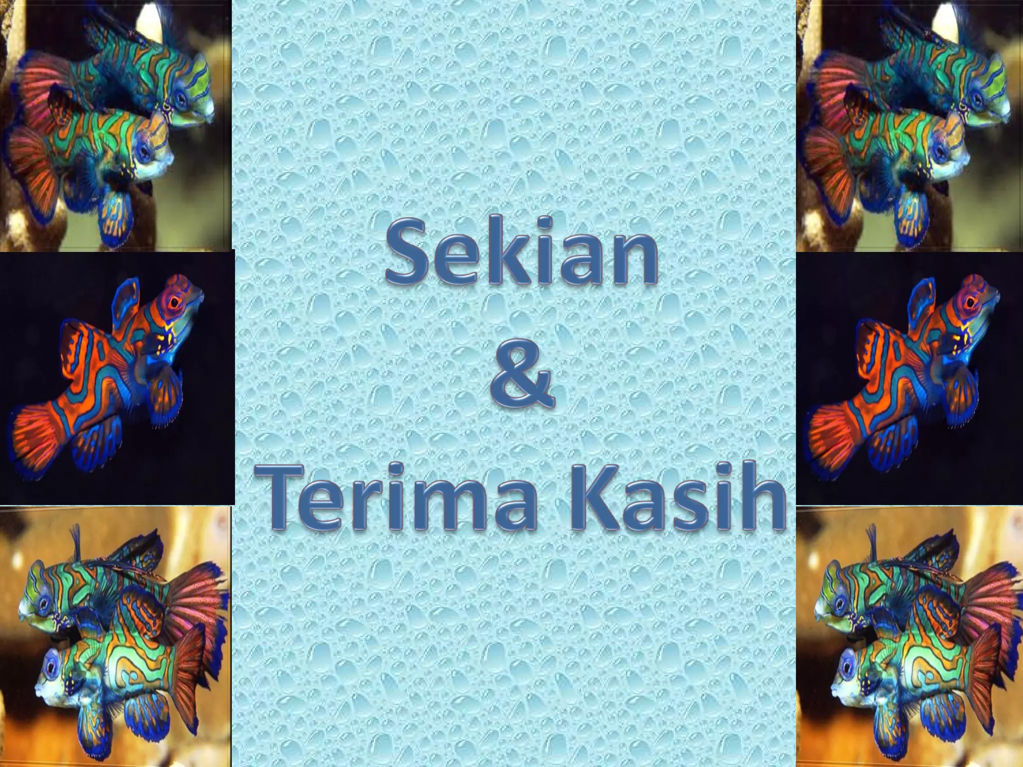 Budidaya ikan hias mandarin fish | PPT