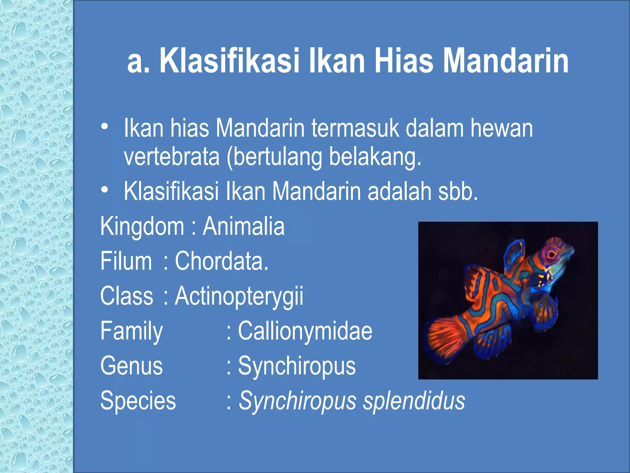 Budidaya ikan hias mandarin fish | PPT