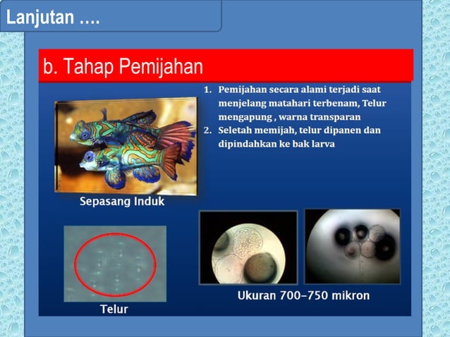Budidaya ikan hias mandarin fish | PPT