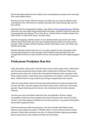 Budidaya ikan koi yang baik adalah memperhatikan teknik pemijahkan ...