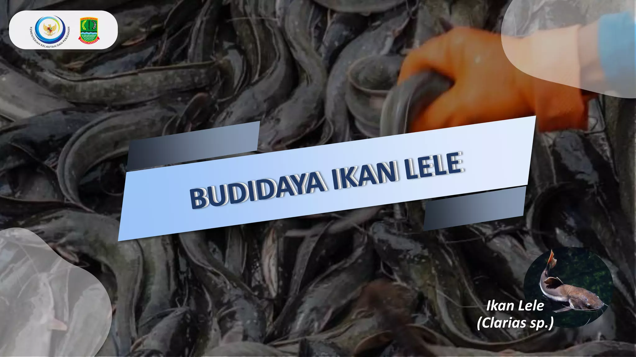Materi Budidaya Ikan Lele.pptx