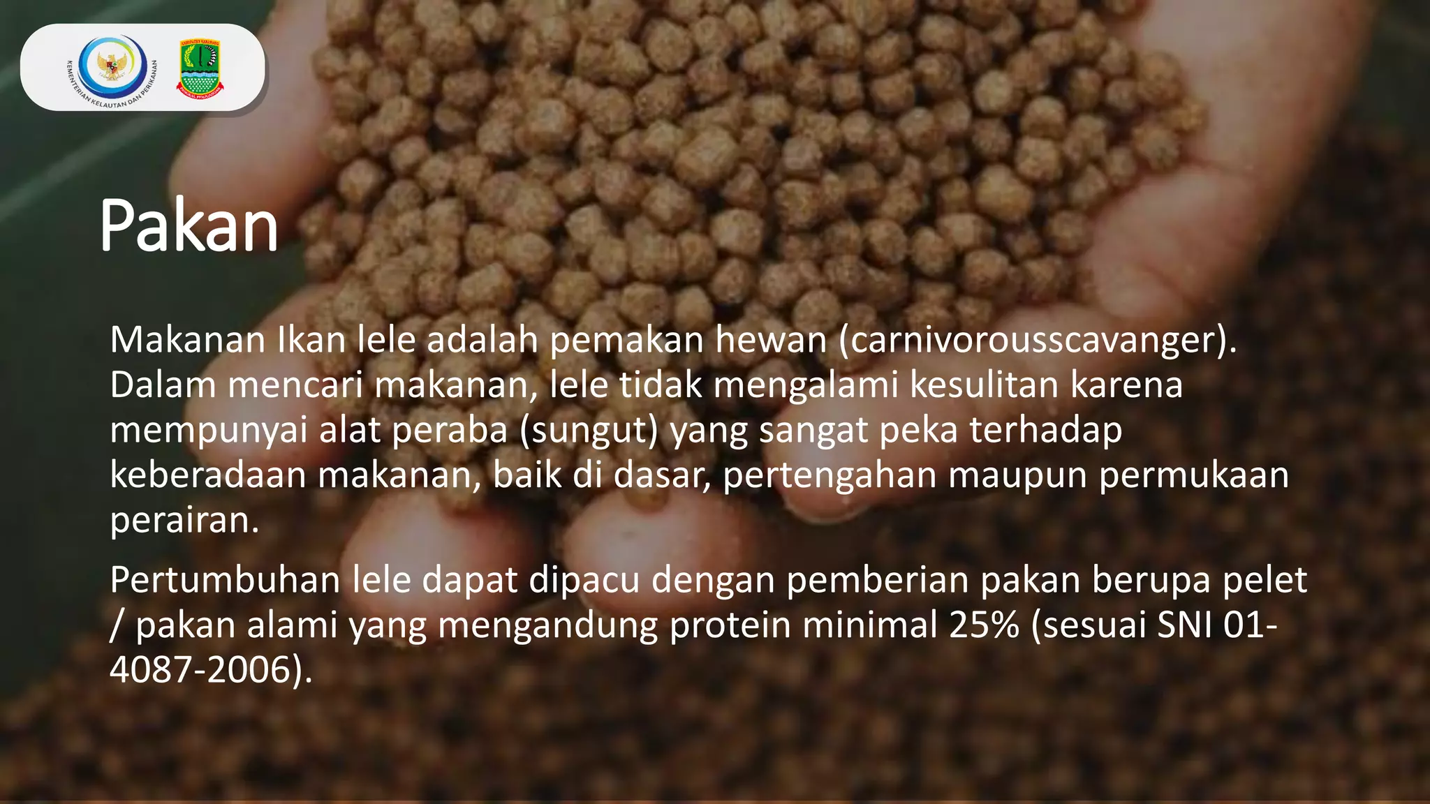 Materi Budidaya Ikan Lele.pptx