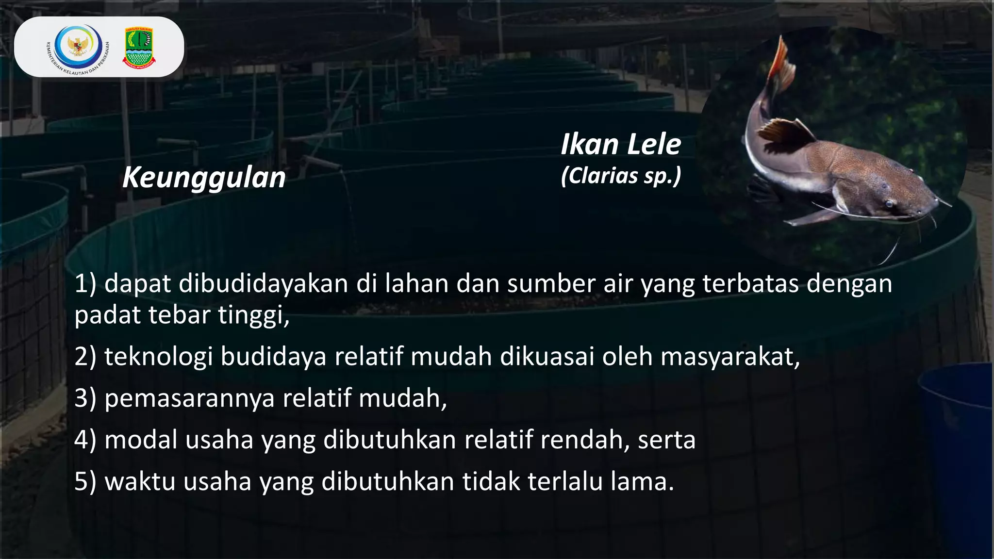 Materi Budidaya Ikan Lele.pptx