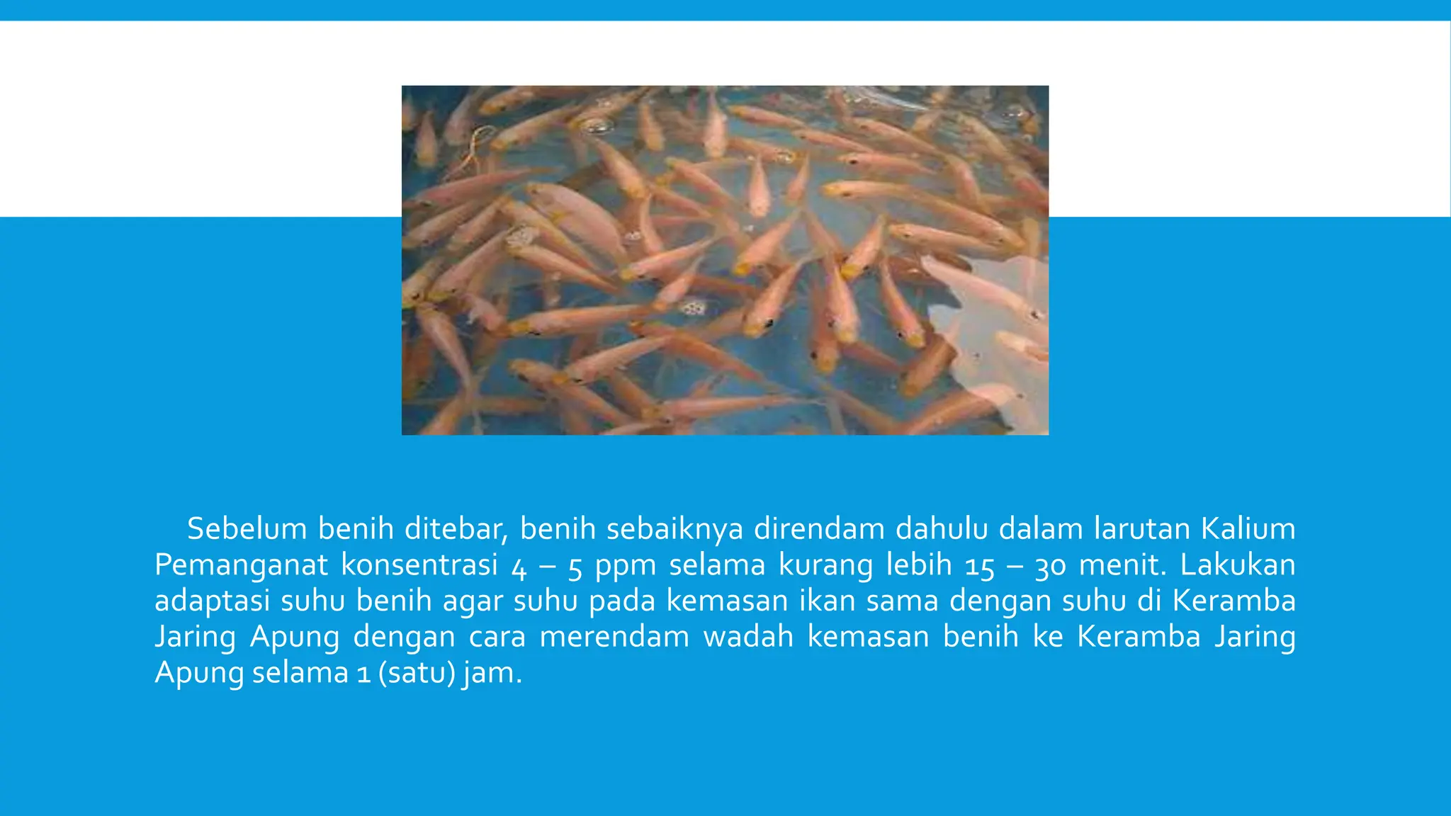 Budidaya ikan system keramba jaring apung.pptx