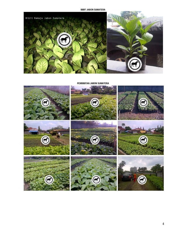 Budidaya jabon | PDF